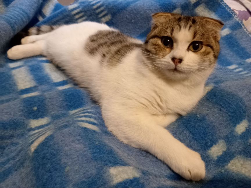 Котик только в самые заботливые руки
