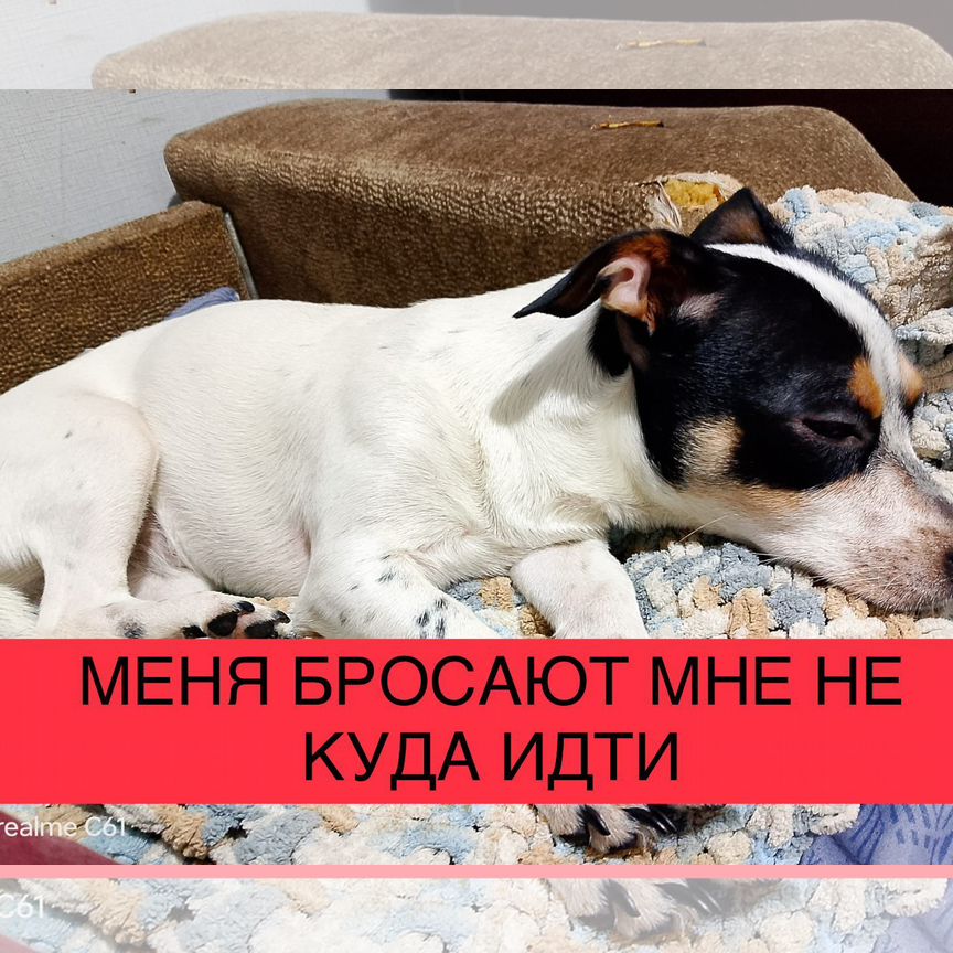 Взрослая собака в добрые руки