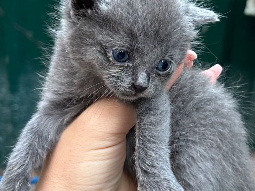 Дымчатая крошка ищет спасения