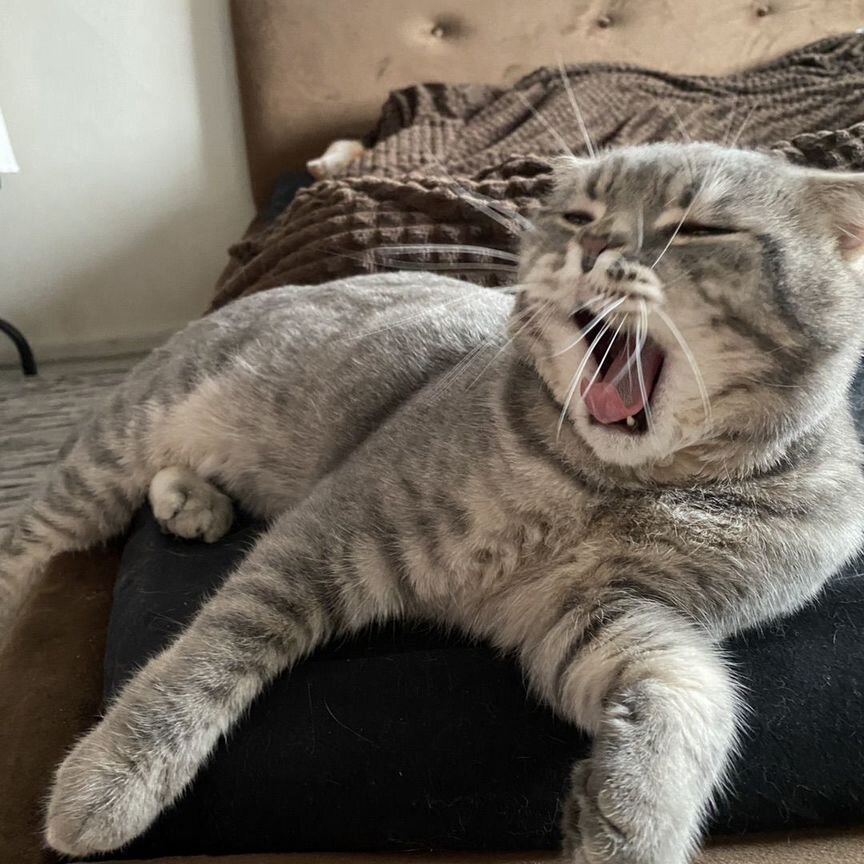 Кот Шотландский вислоухий