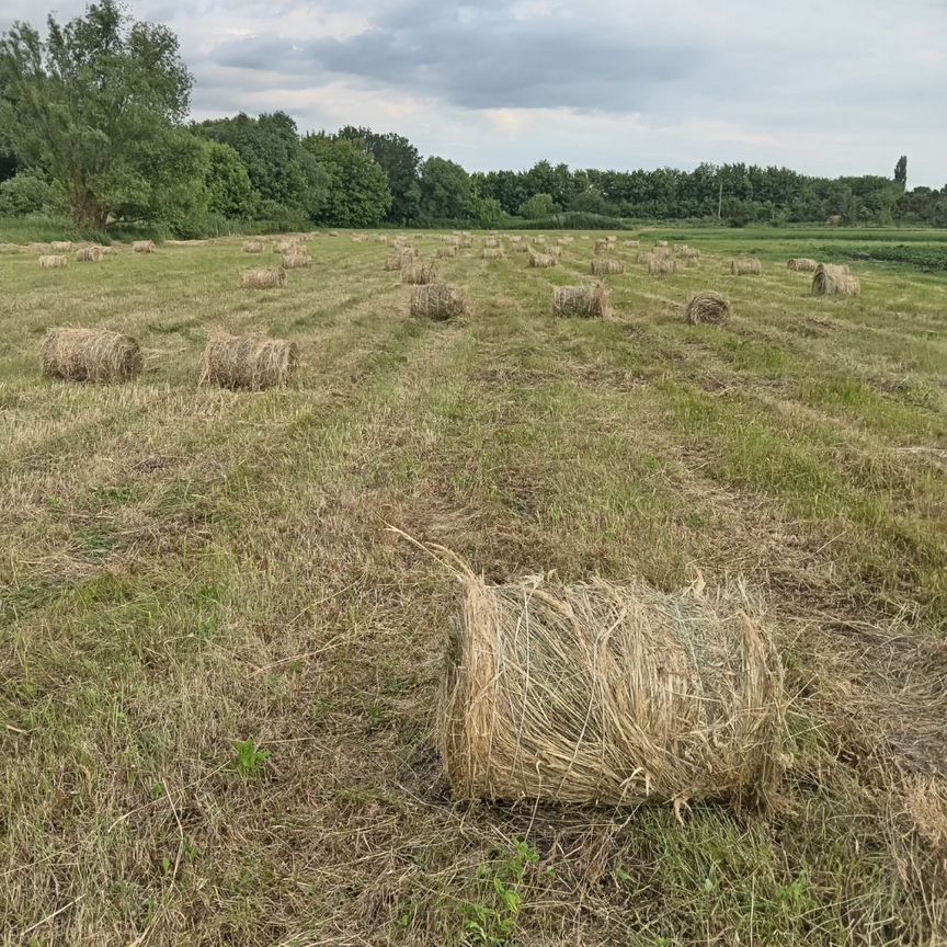 Продам сено в рулонах