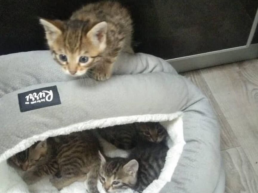 Девочка-Кира чистокровка