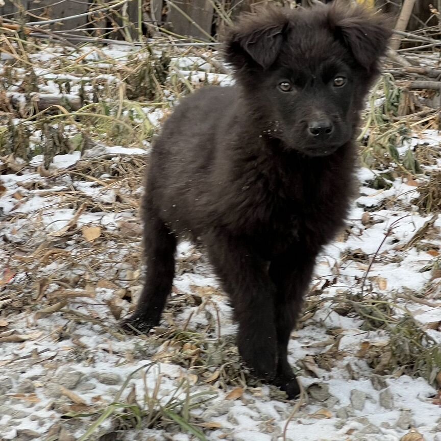 Щенки бездомные ищут добрых хозяев