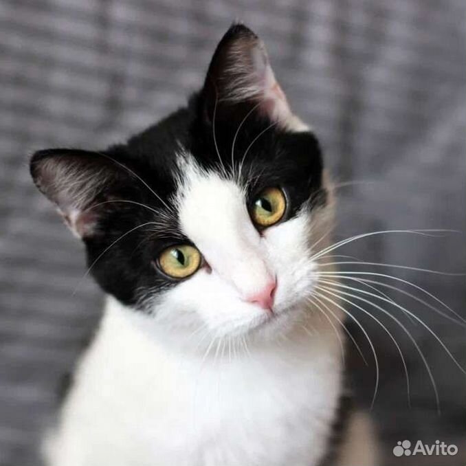 Нежная котёнок подросток Ариша