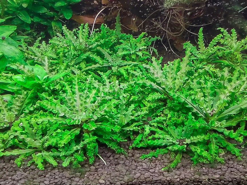 Погостемон Хэлфера, аквариумное растенияе