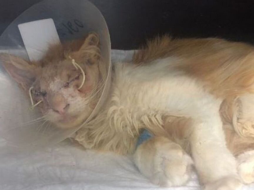 Слепая кошка