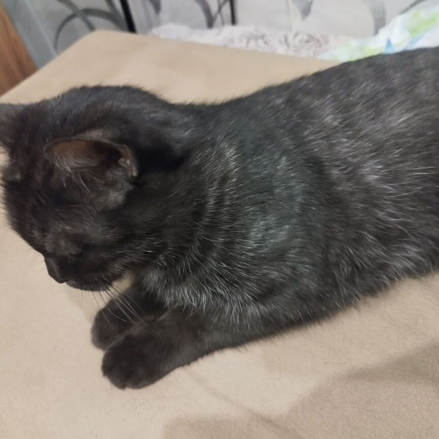 Отдам в добрые руки