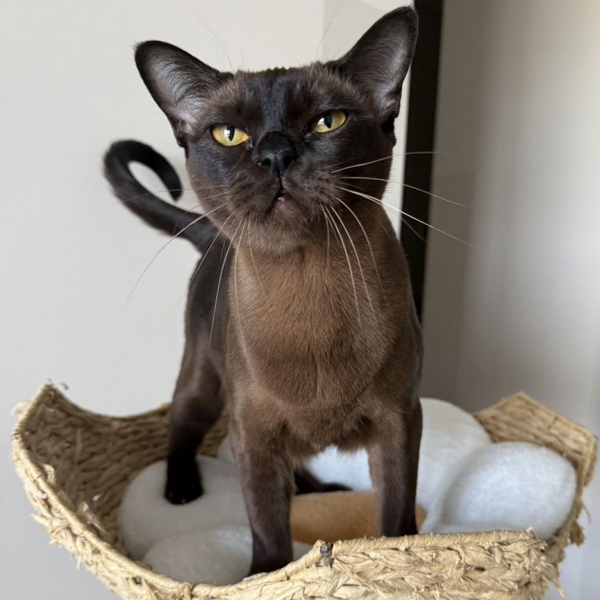 Европейская бурманская, взрослая кошка