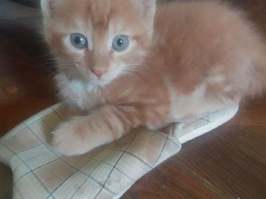 Котята Майн -Кун