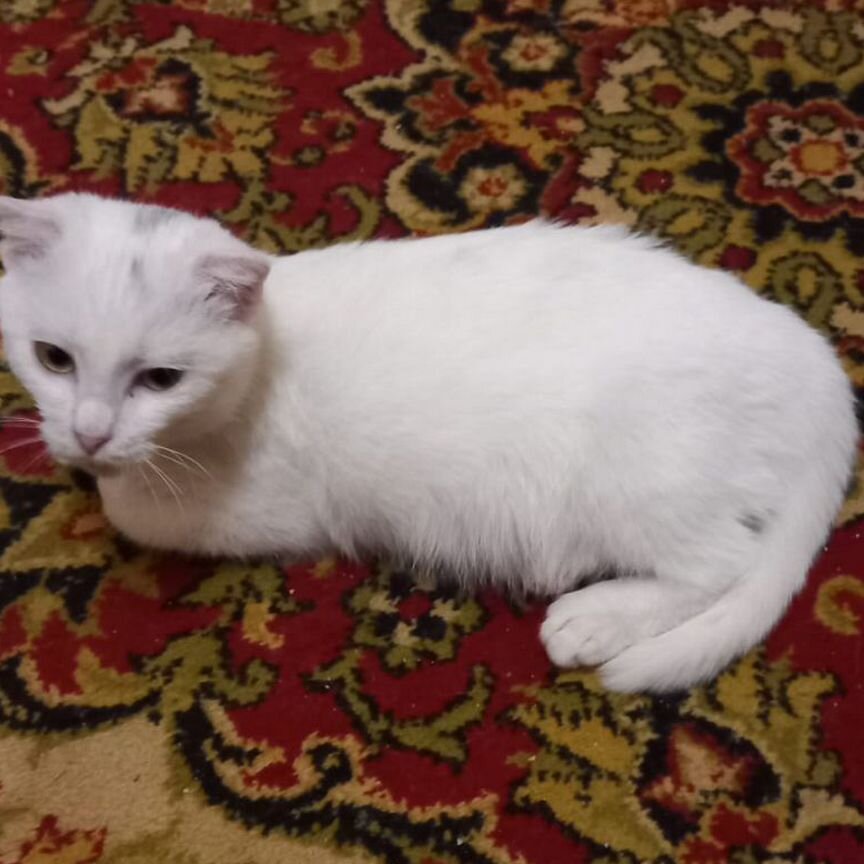 Кошка вислоухая