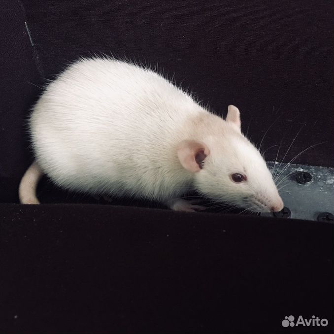 Белая крыса