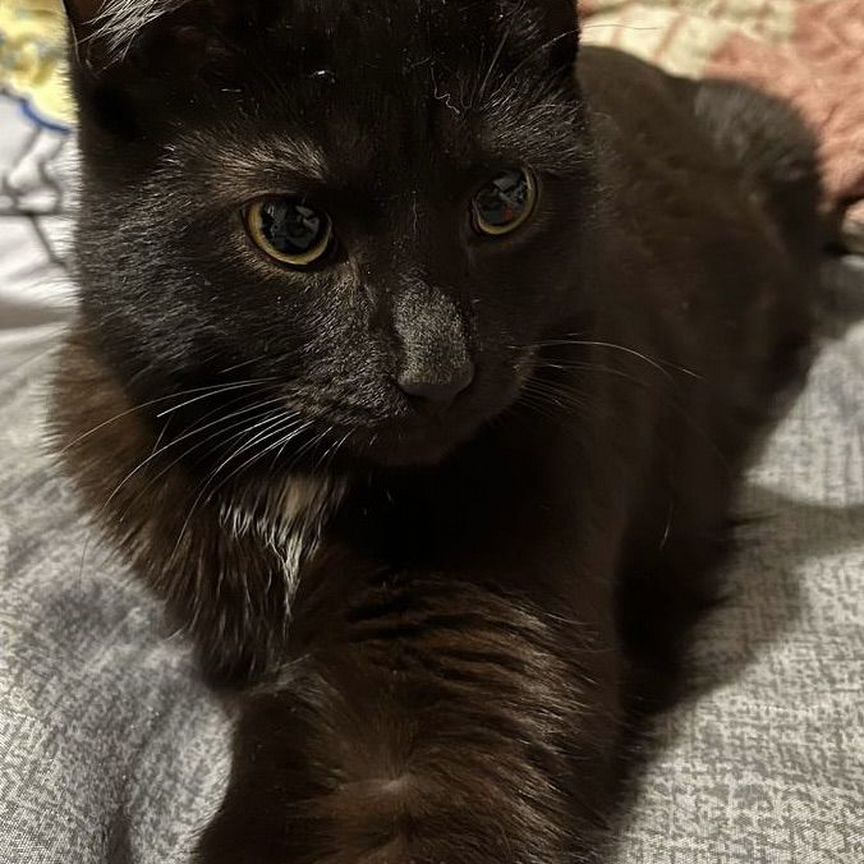 Котик бесплатно