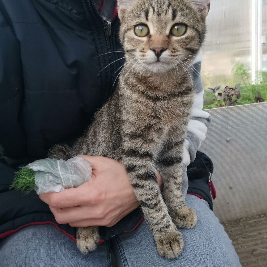 Кот 6 мес