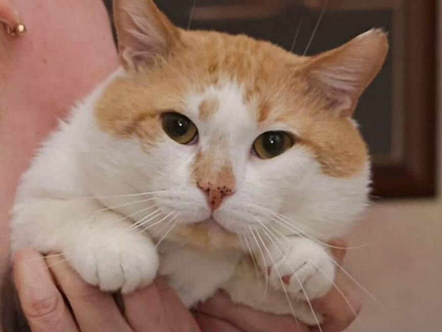 Кот Сева