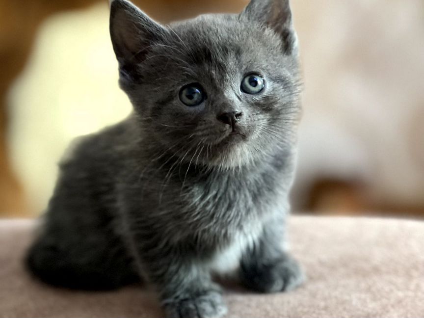 Британские котята