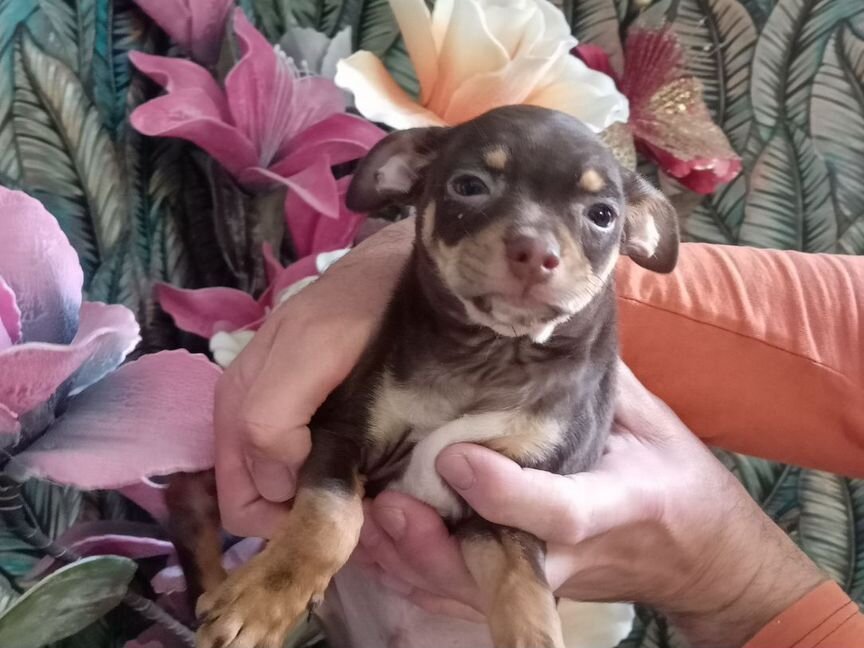 Щенки чихуахуа мини