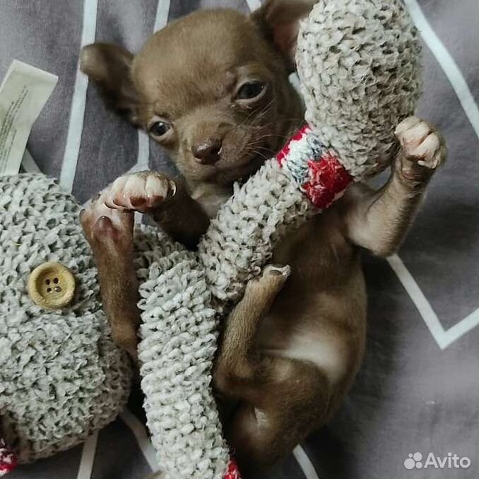 Щенок мини чихуахуа шоколадка