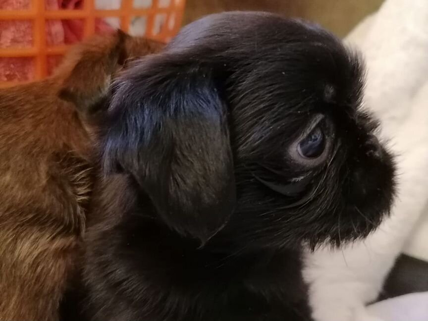 Щенок черный грифон