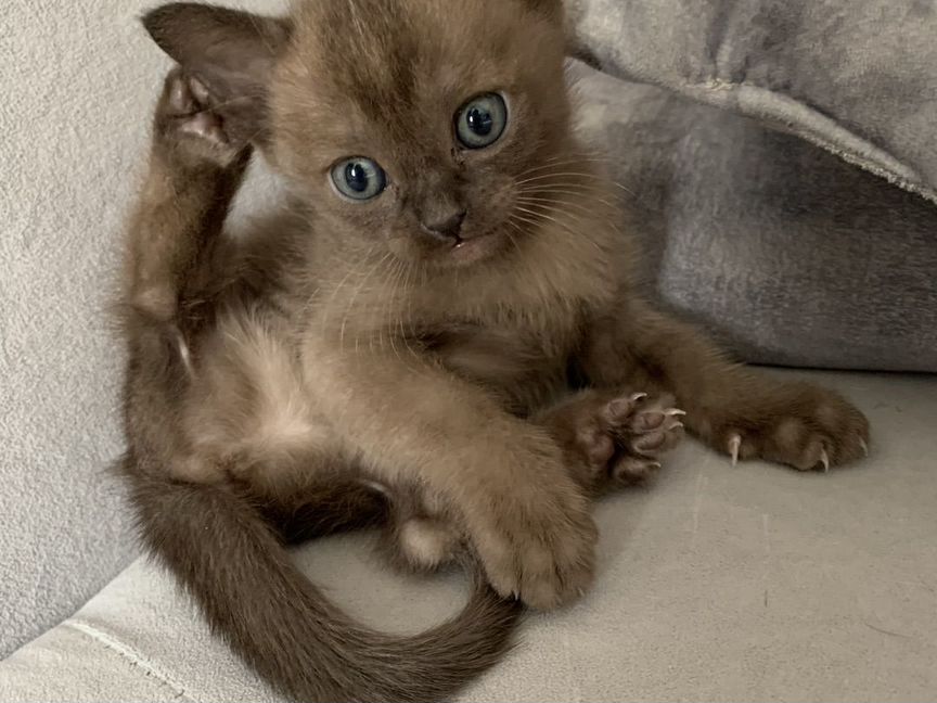 Бурманские котята