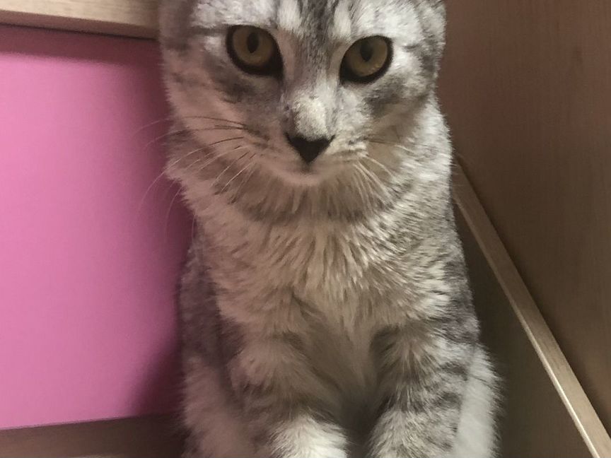 Котёнок-мальчик 4-5 месяцев