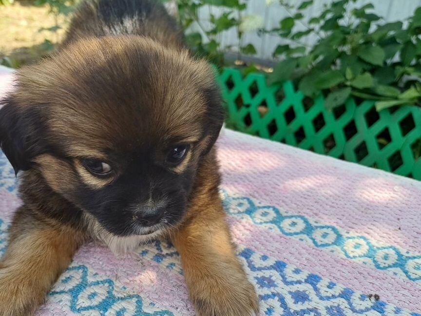 Щенок в добрые руки