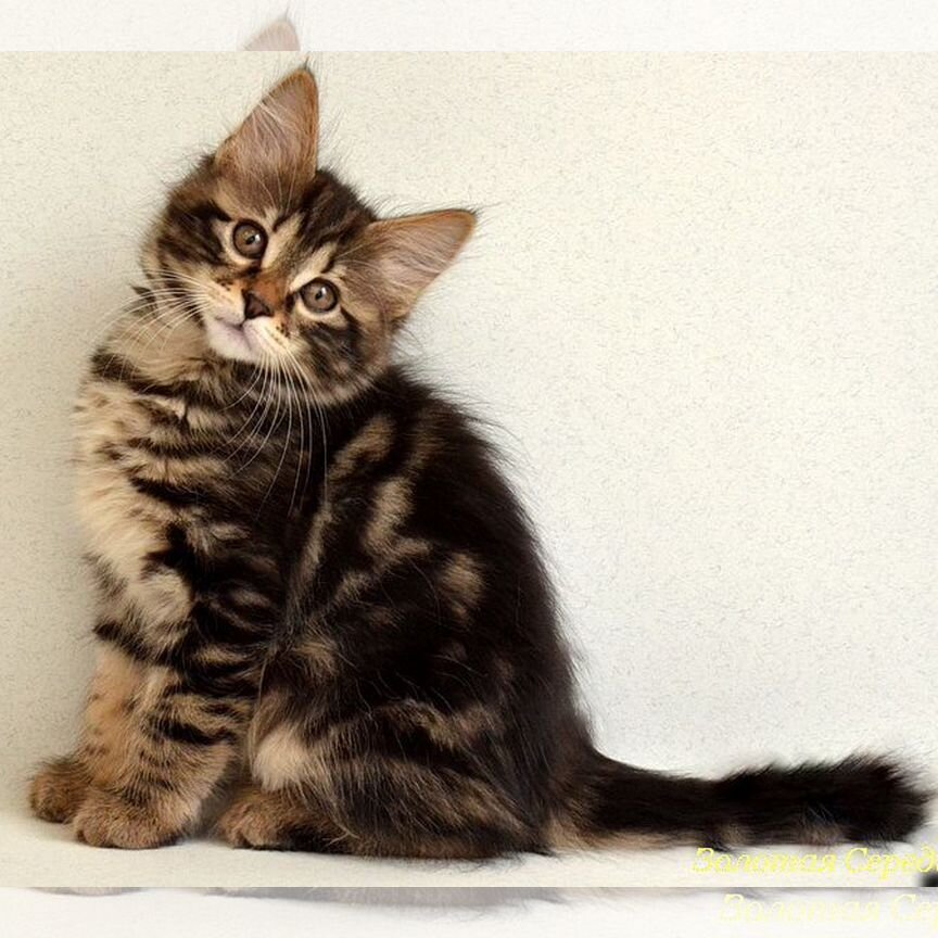 Котенок куриленок