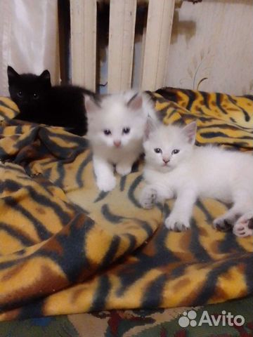 Пушистые веселые котята. Родились 9мая