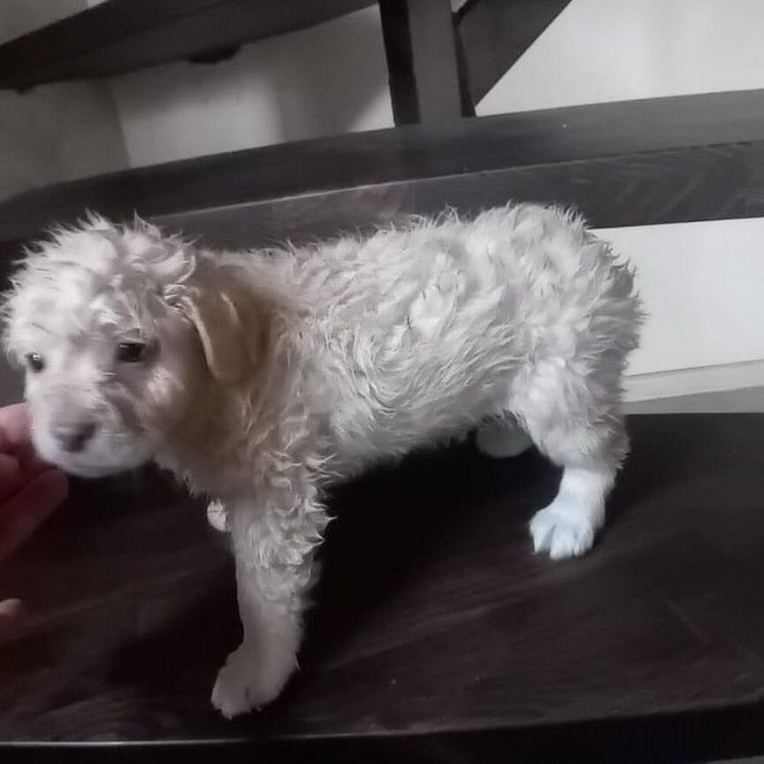 Щенки мальтипу