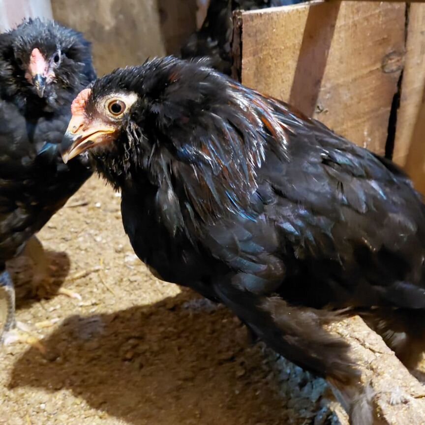 Петушок Амераукана