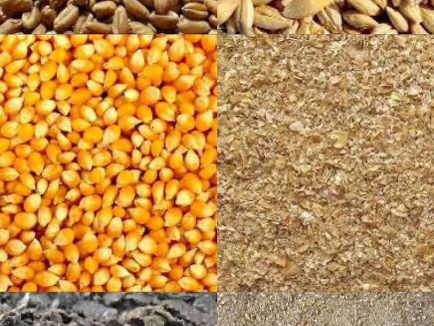 Пшеница, ячмень, кукуруза, жмых, отруби, комбикорм