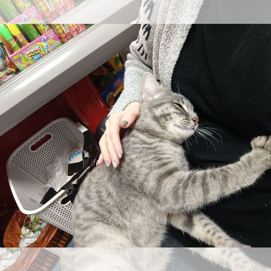 Котёнок в добрые руки