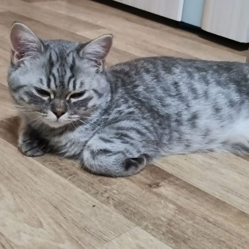 Шотландский прямоухий котенок