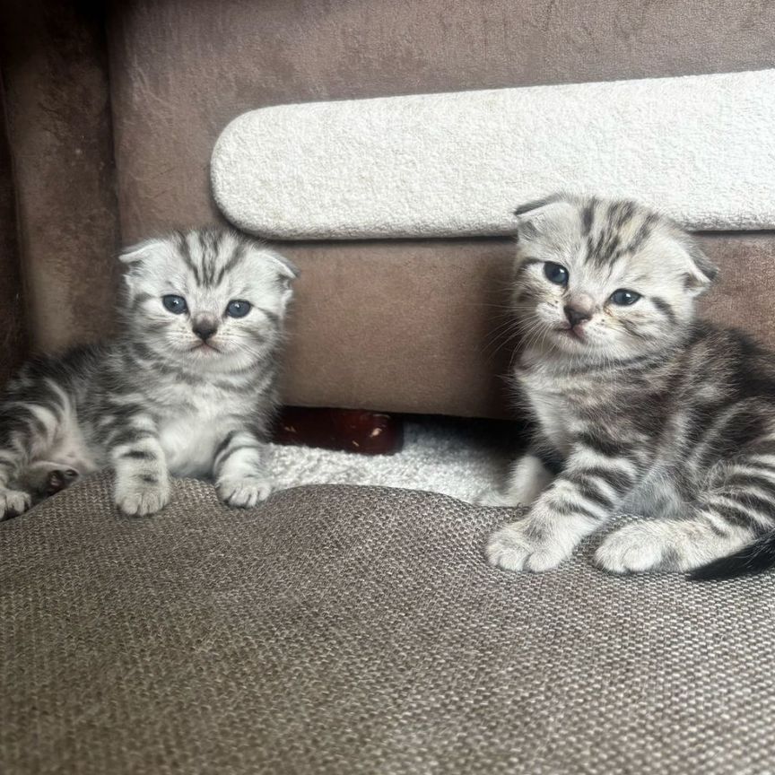 Шотландские вислоухие котята
