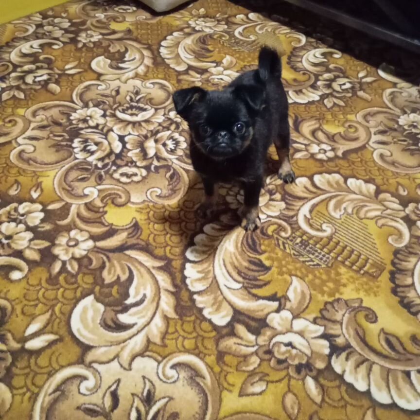 Пти брабансон девочка