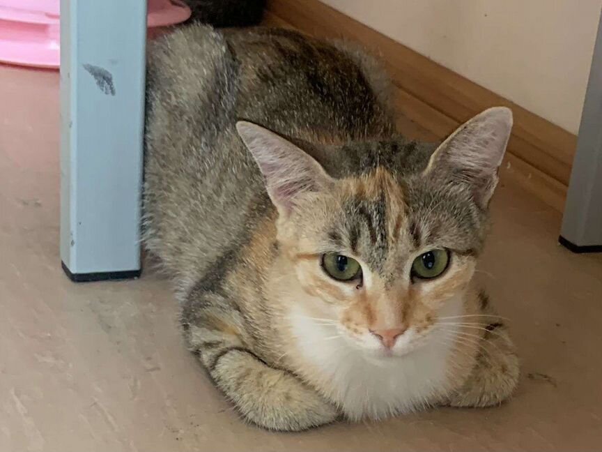 Кошки в добрые руки