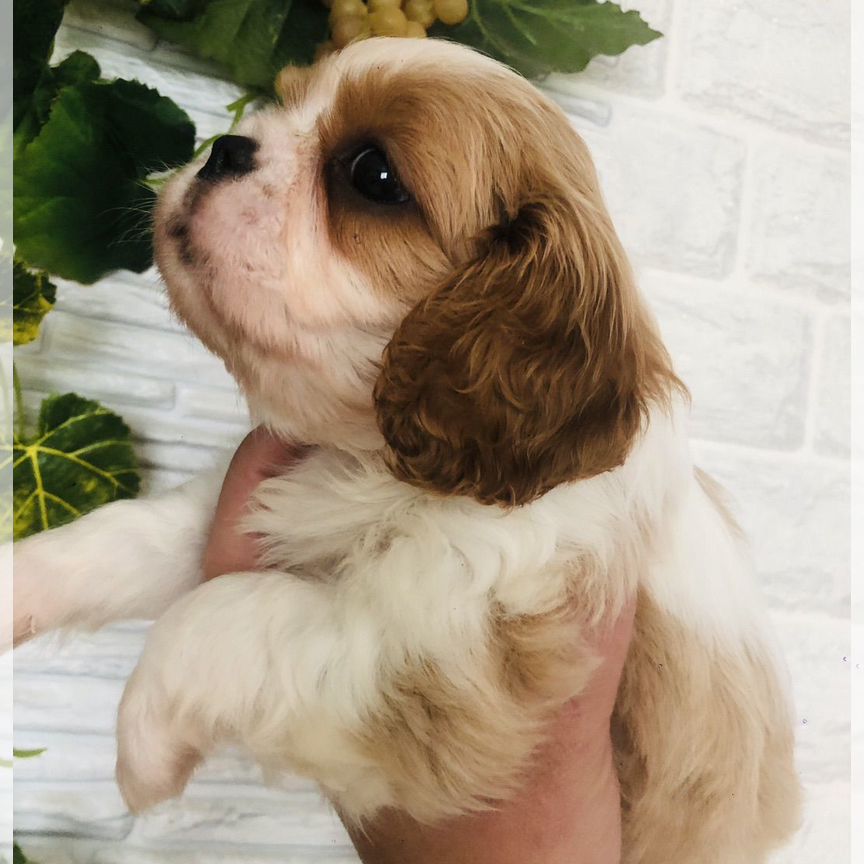 Кавалерчики