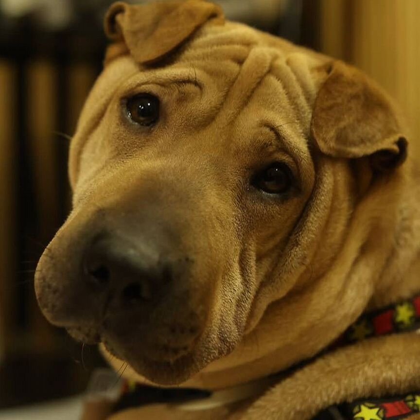 Взрослый пёс в добрые руки