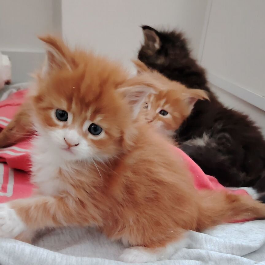 Котята мейн-кун