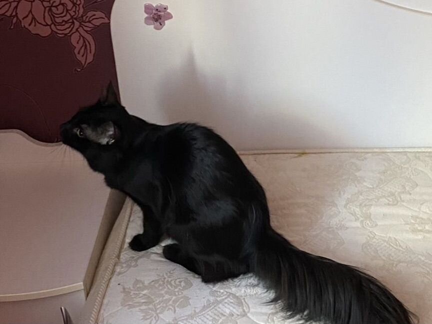 Черный котенок с хвостом как у белки