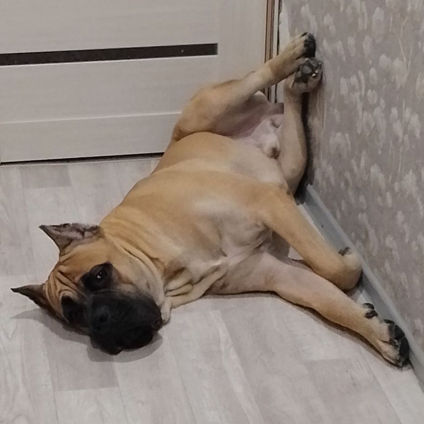 Кане корсо вязка