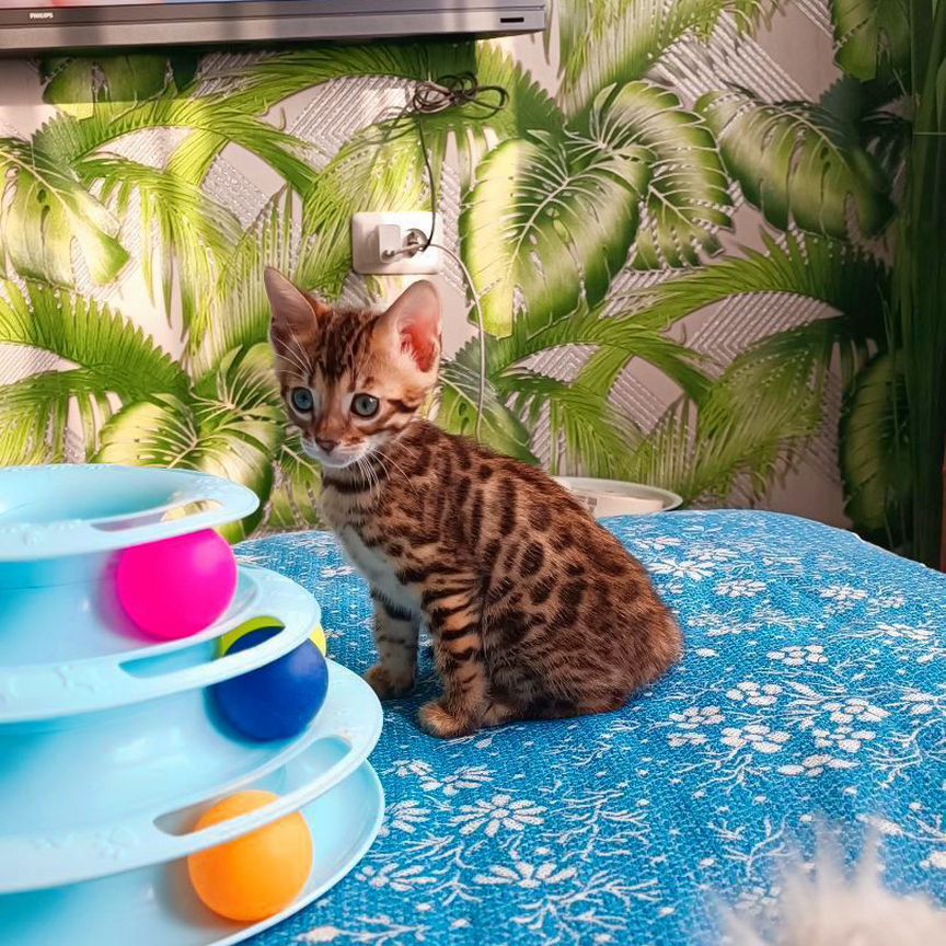 Бенгальская кошечка