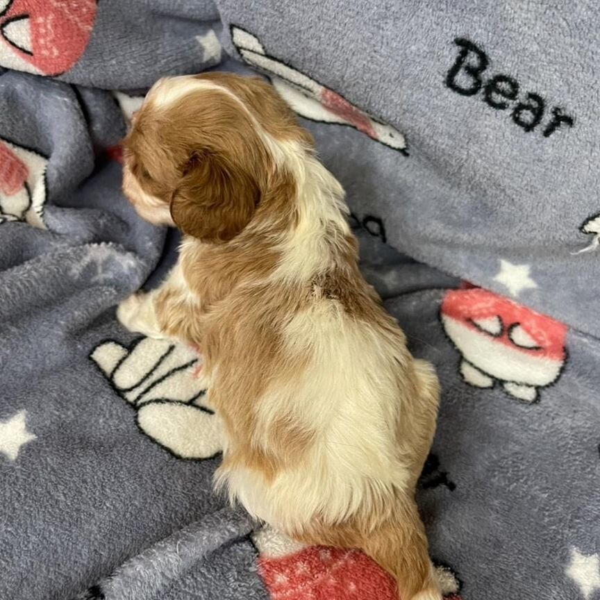 Мальчик Кавалер кинг чальз спаниель