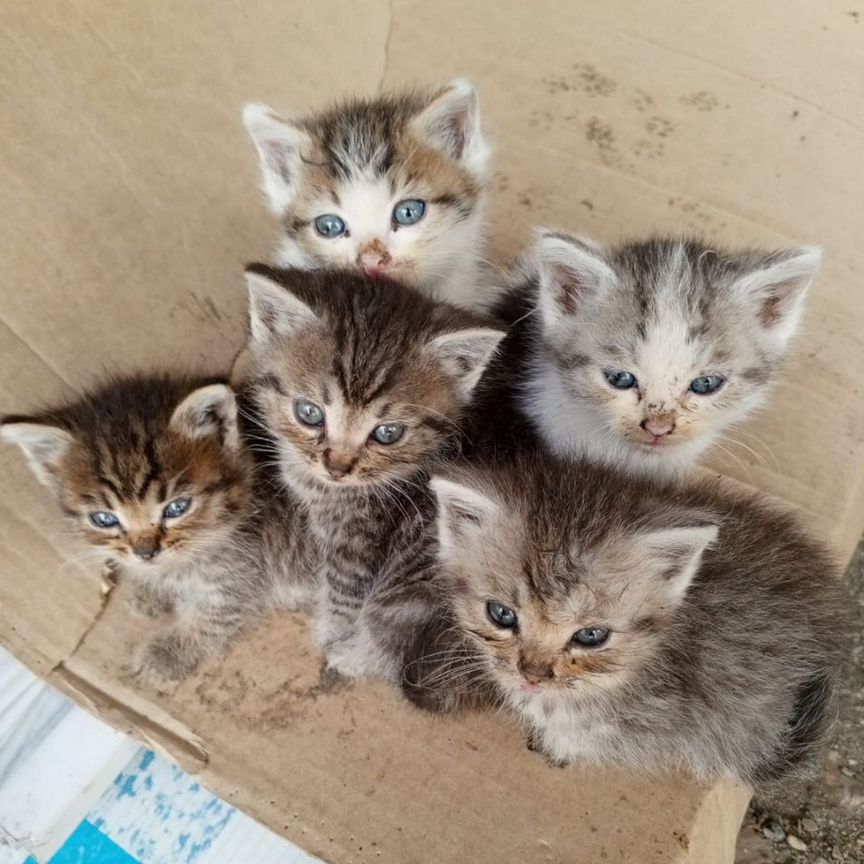 Котята отдам бесплатно