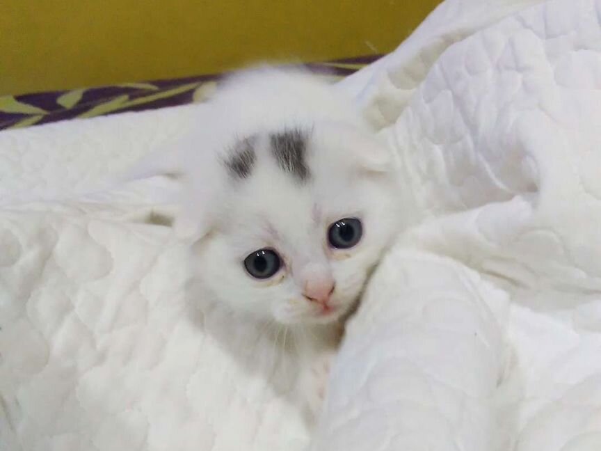 Котята Шотландской породы родились 23 11 2023