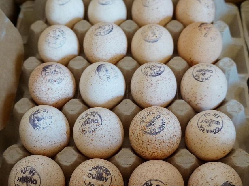 Инкубационное яйцо