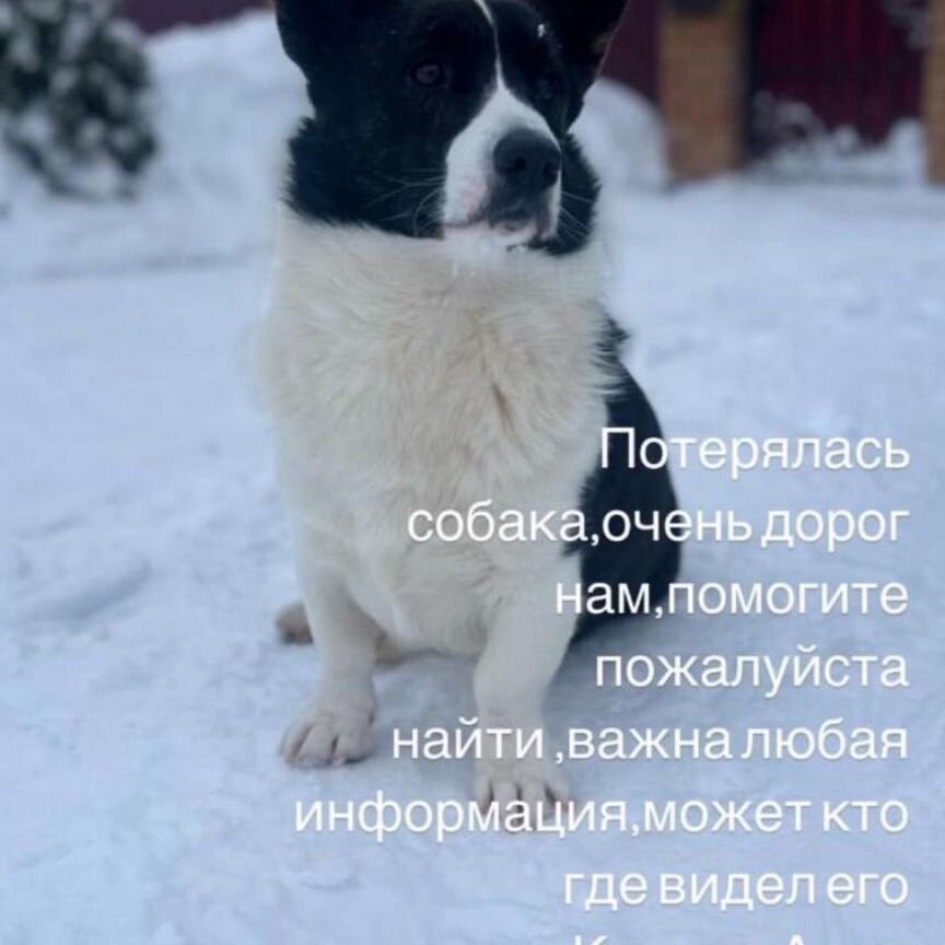 Помогите найти собаку