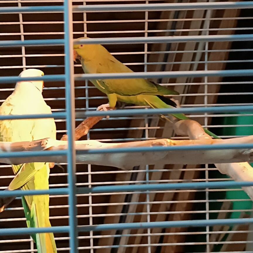 Ожереловый попугай