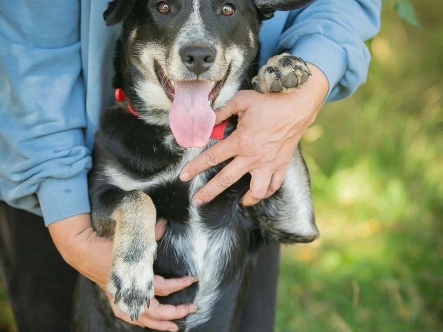 Супер пёс Каспер