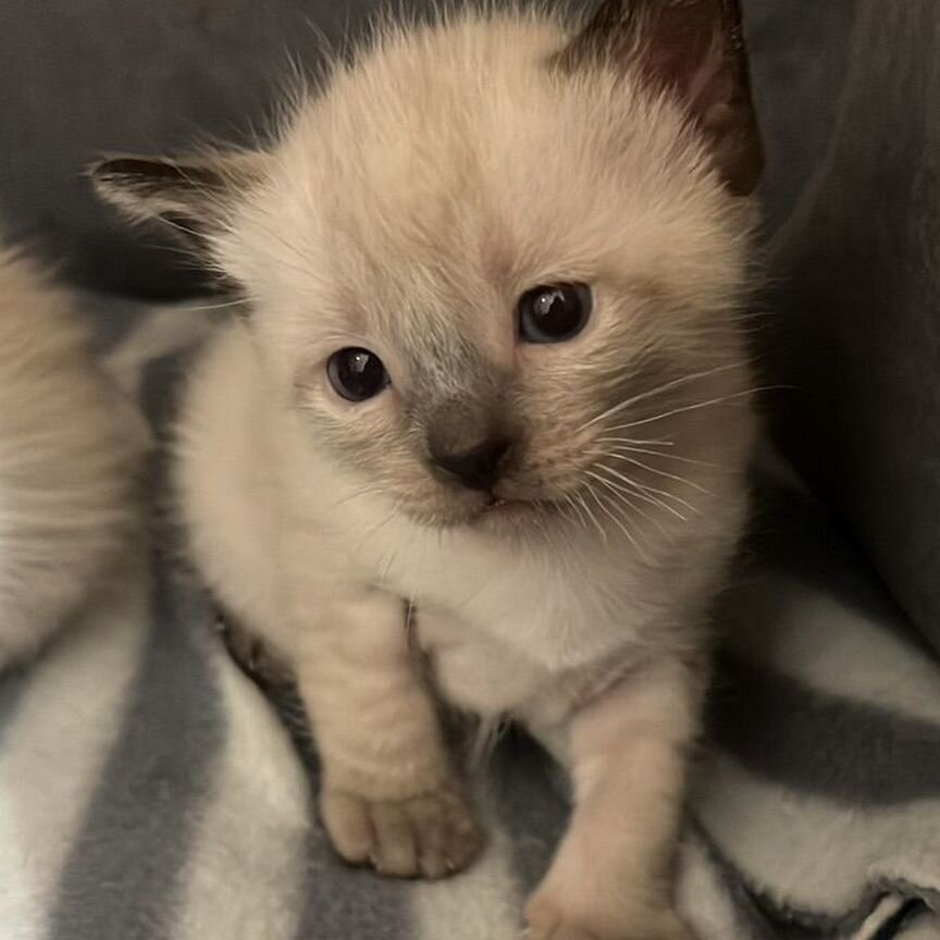 Тайский котёнок