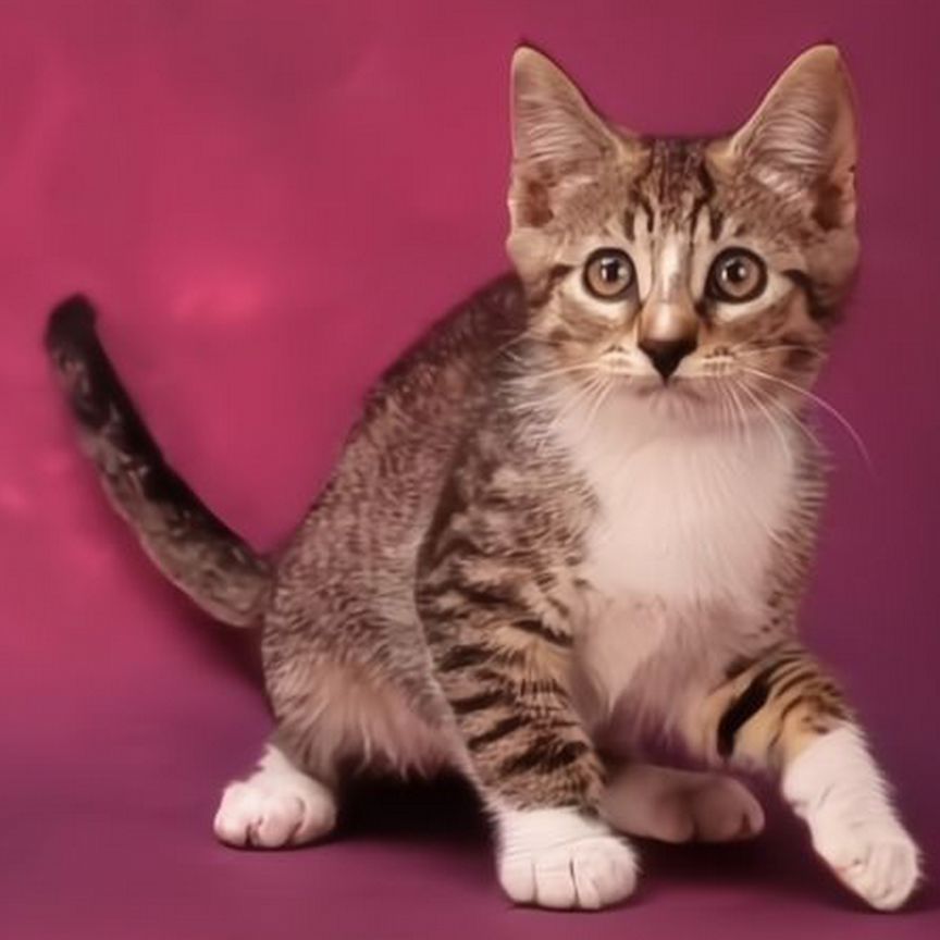 Котёнок в добрые руки